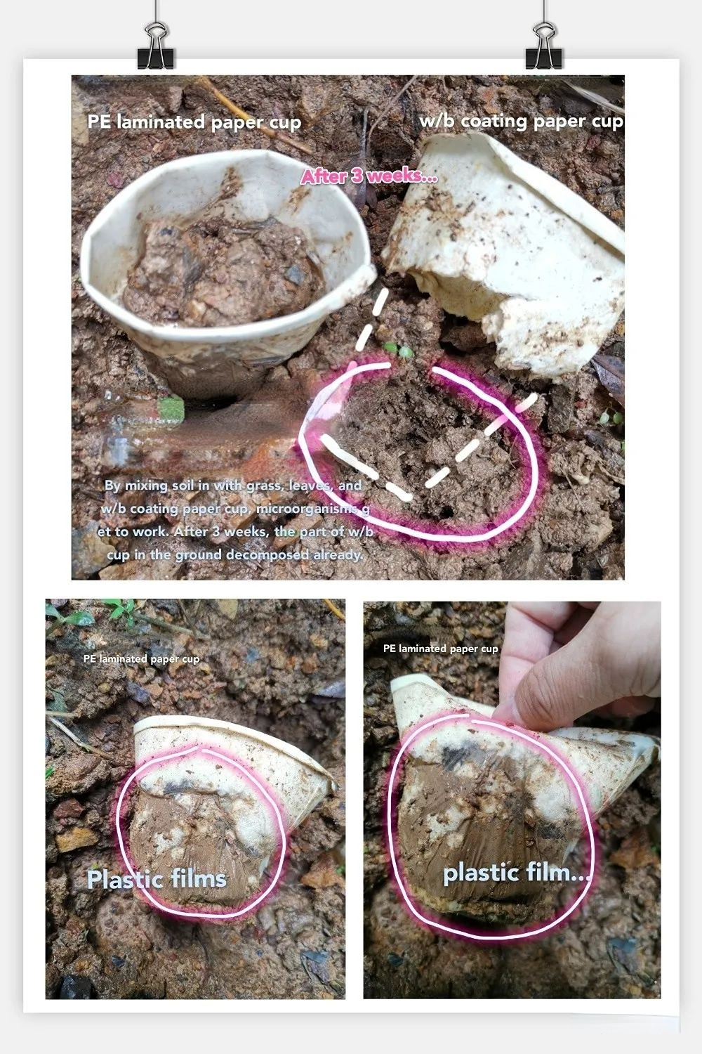 Exploring The Fate Of Paper Cups In Soil: A Sustainable Journey ♻️ ...