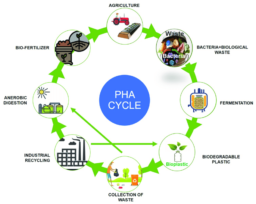 PHA VS PLA A 100 Boost In Biodegradability PHA VS PLA A 100 Boost In Biodegradability
